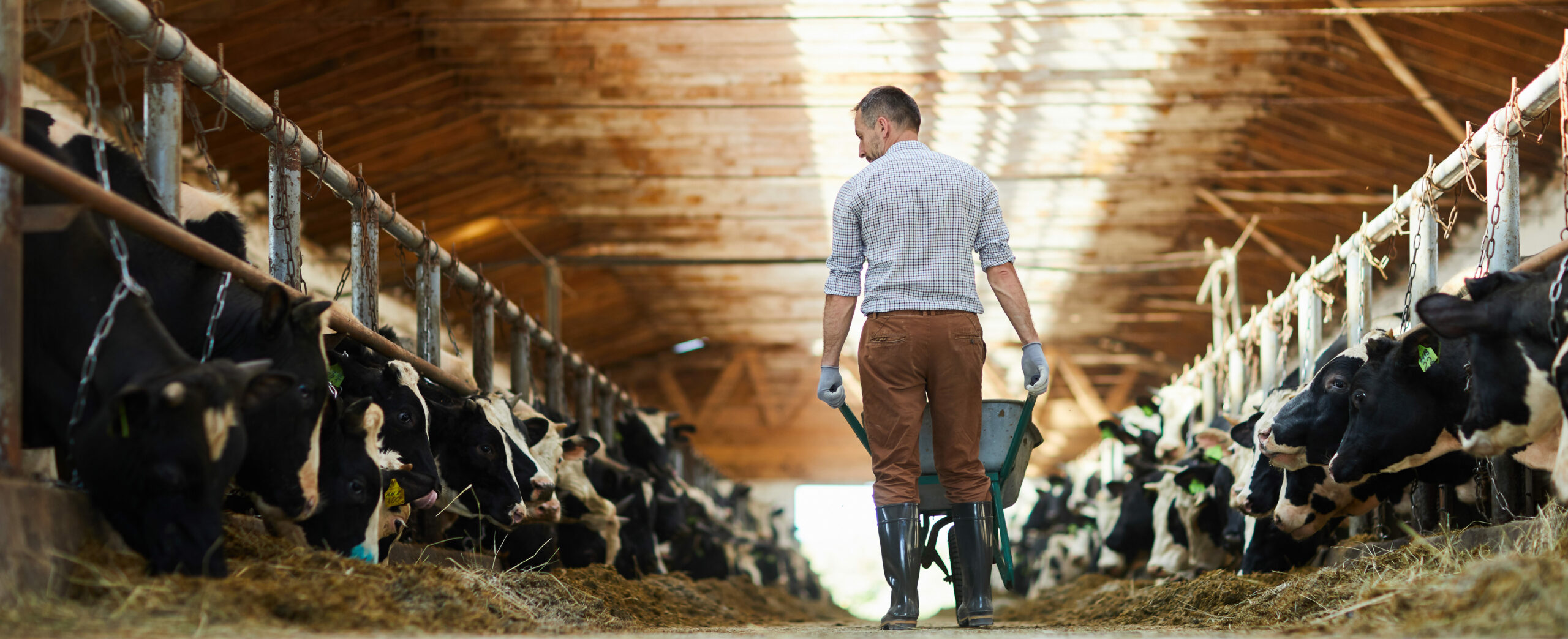 3 misconceptions about mycotoxins in ruminants - Agrimprove - Agrimprove