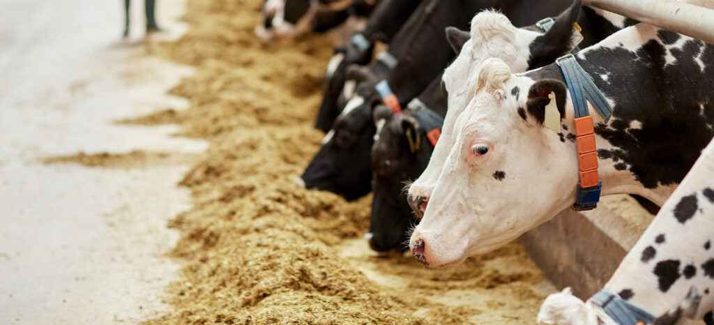 AROMABIOTIC® CATTLE - Agrimprove