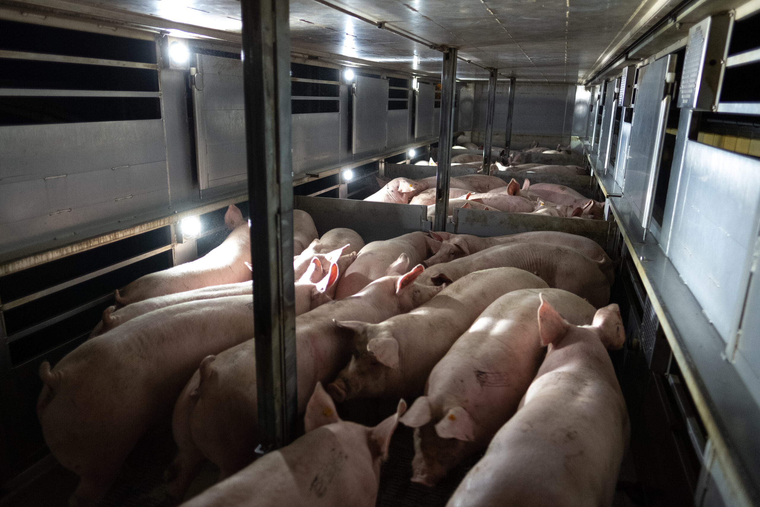 ASF is coming: Close the gates! - Agrimprove - Agrimprove