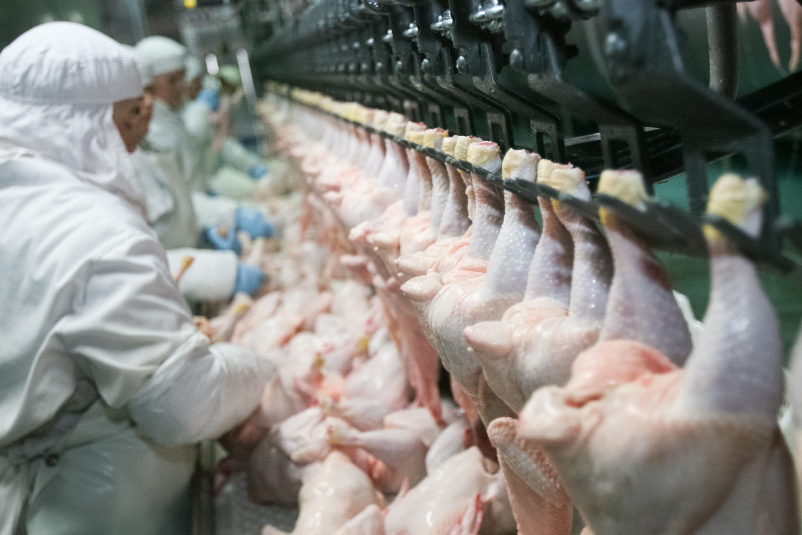 Processing: Adding value to your poultry - Agrimprove - Agrimprove