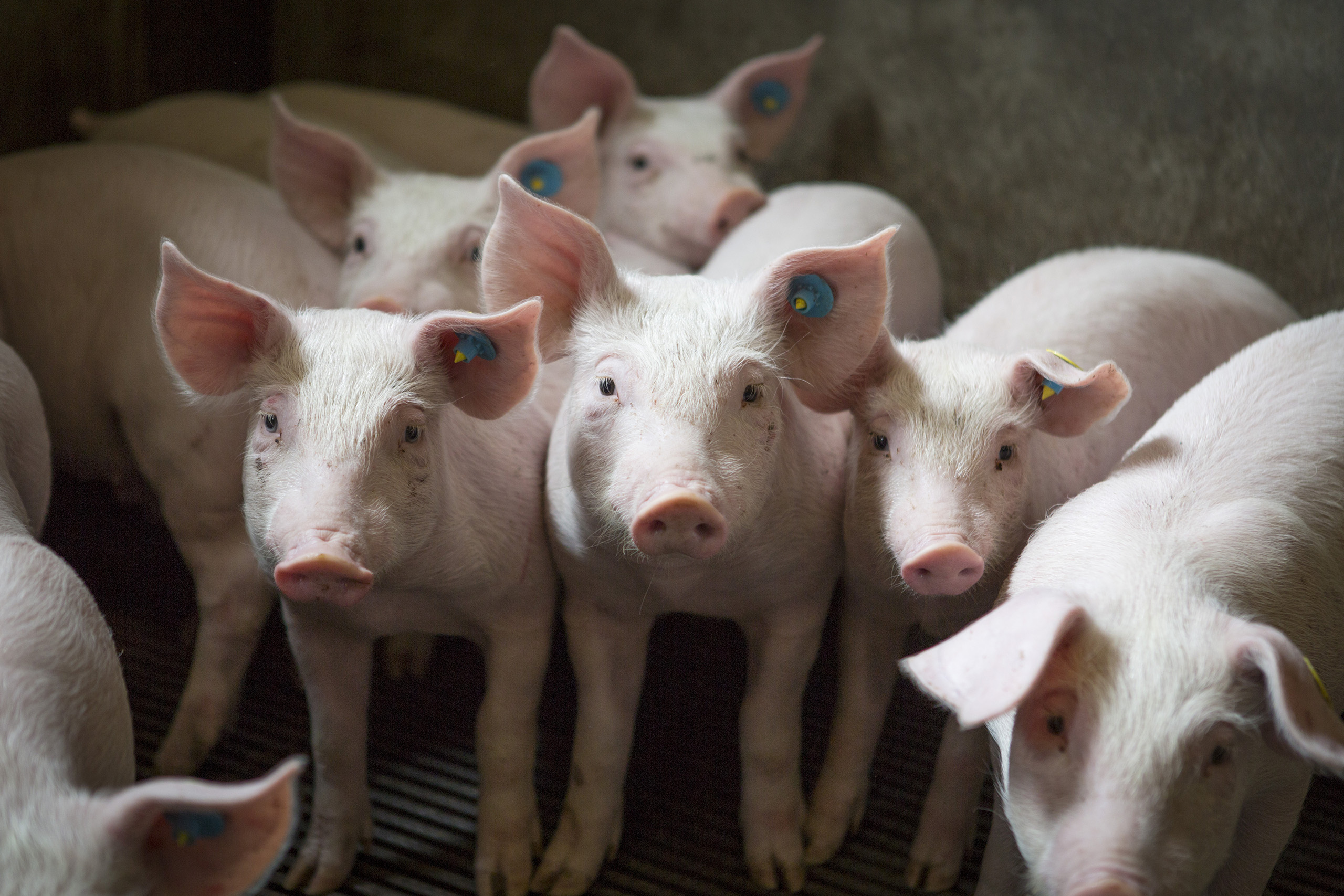 Aromabiotic - Optimize Pig Health & Feed Efficiency | Agrimprove ...