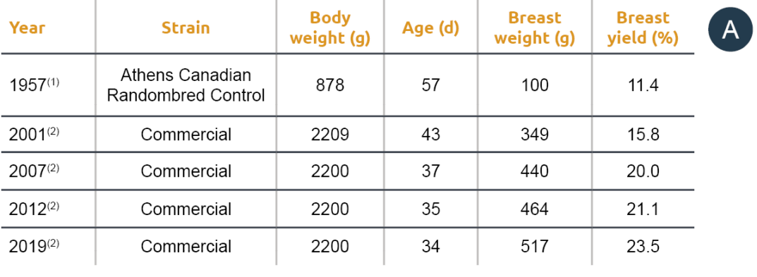 Improving breast meat yield - Agrimprove - Agrimprove