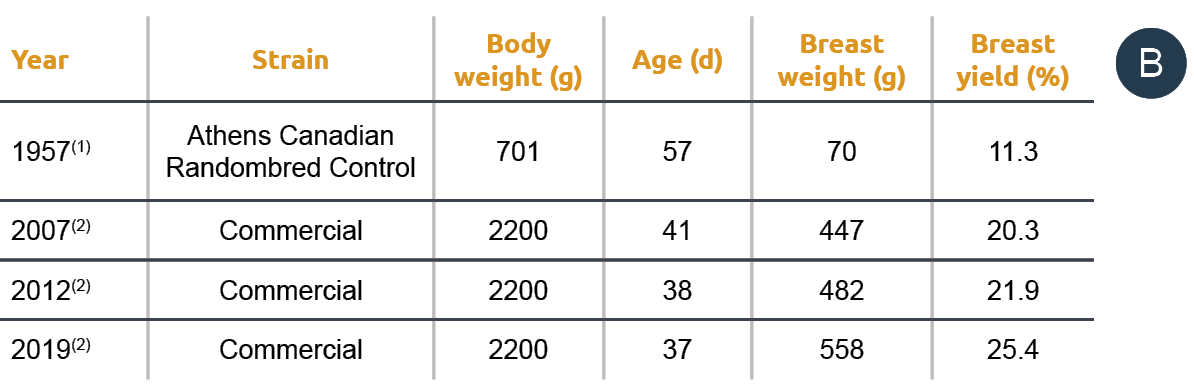 Improving breast meat yield - Agrimprove - Agrimprove