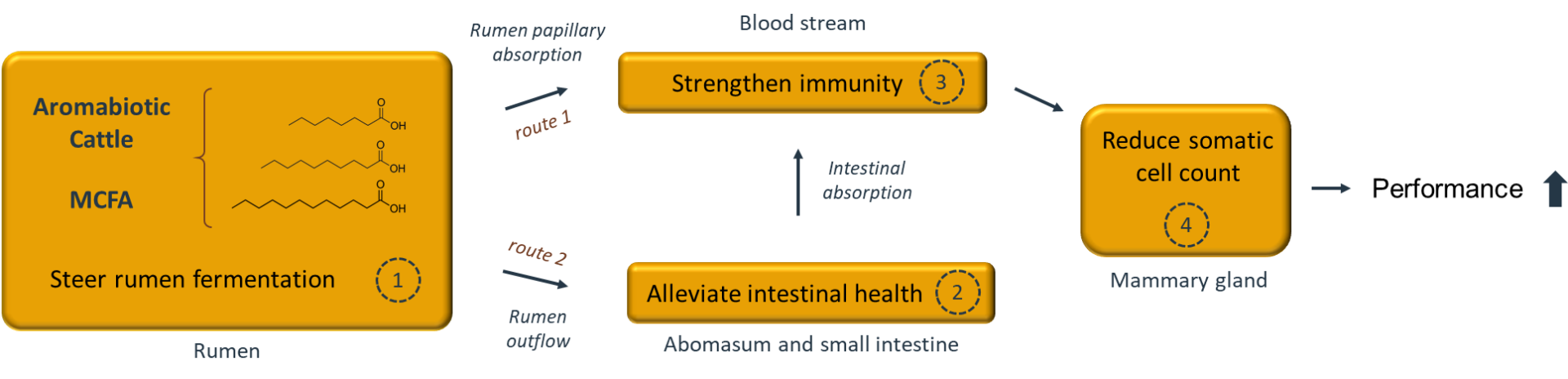 Medium chain fatty acids in ruminants, its science unraveled ...