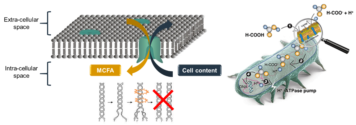 Medium chain fatty acids in ruminants, its science unraveled ...