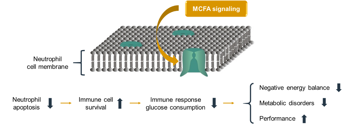 Medium chain fatty acids in ruminants, its science unraveled ...