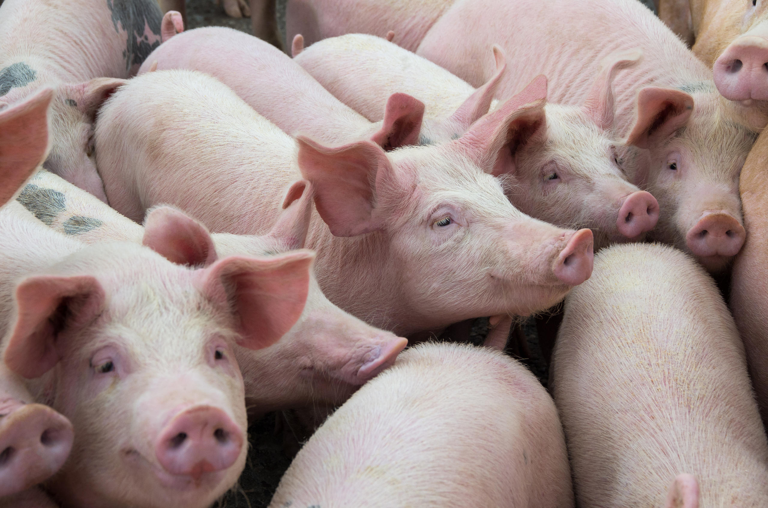 The potential anti-African swine fever virus effects of medium chain ...
