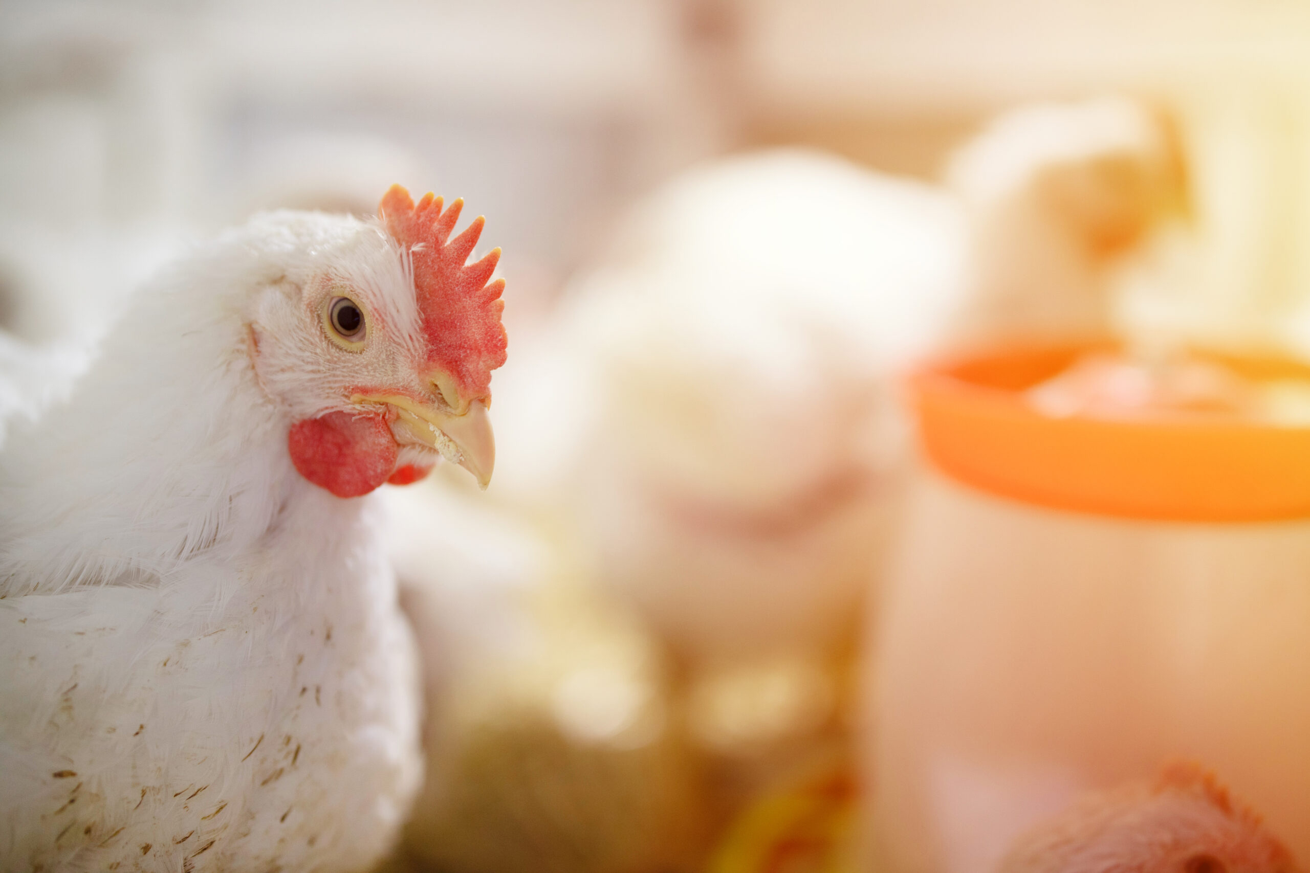 Webinar: Can phytogenics reduce the feedcost per broiler? - Agrimprove - Agrimprove