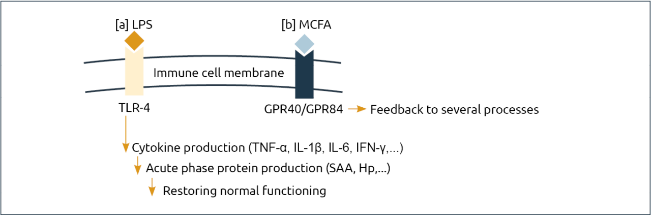 Caring for immunocompromised dairy cows during transition, what can ...