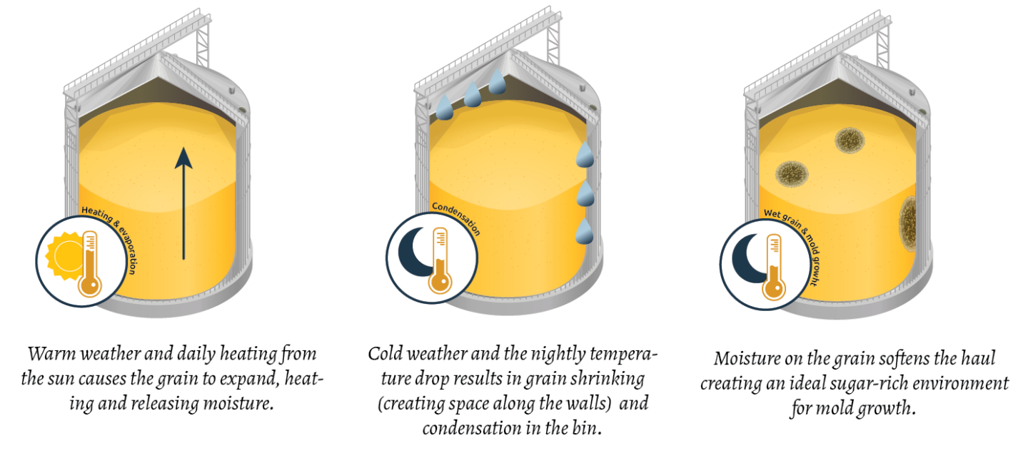 Are you storing mycotoxins? Storage tips to prevent mycotoxins in ...