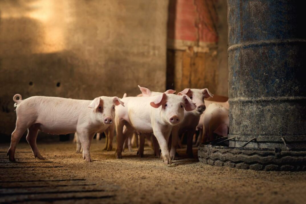 Ensuring pig feed hygiene and biosecurity - Agrimprove - Agrimprove