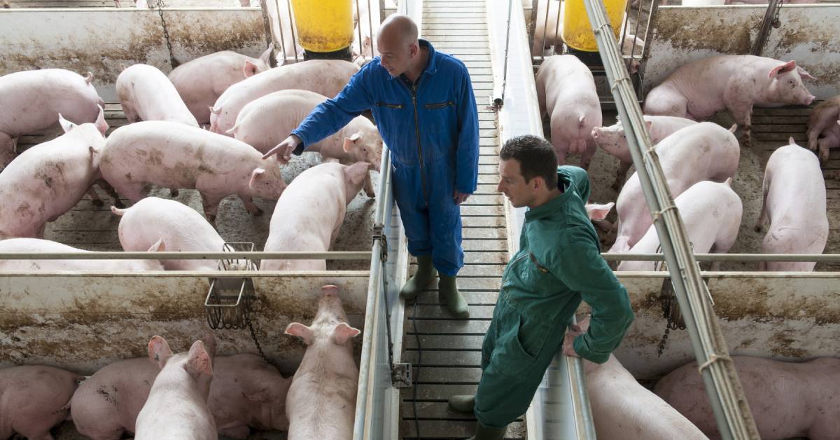 Endotoxins in pigs: What are they and how to manage them? - Agrimprove ...