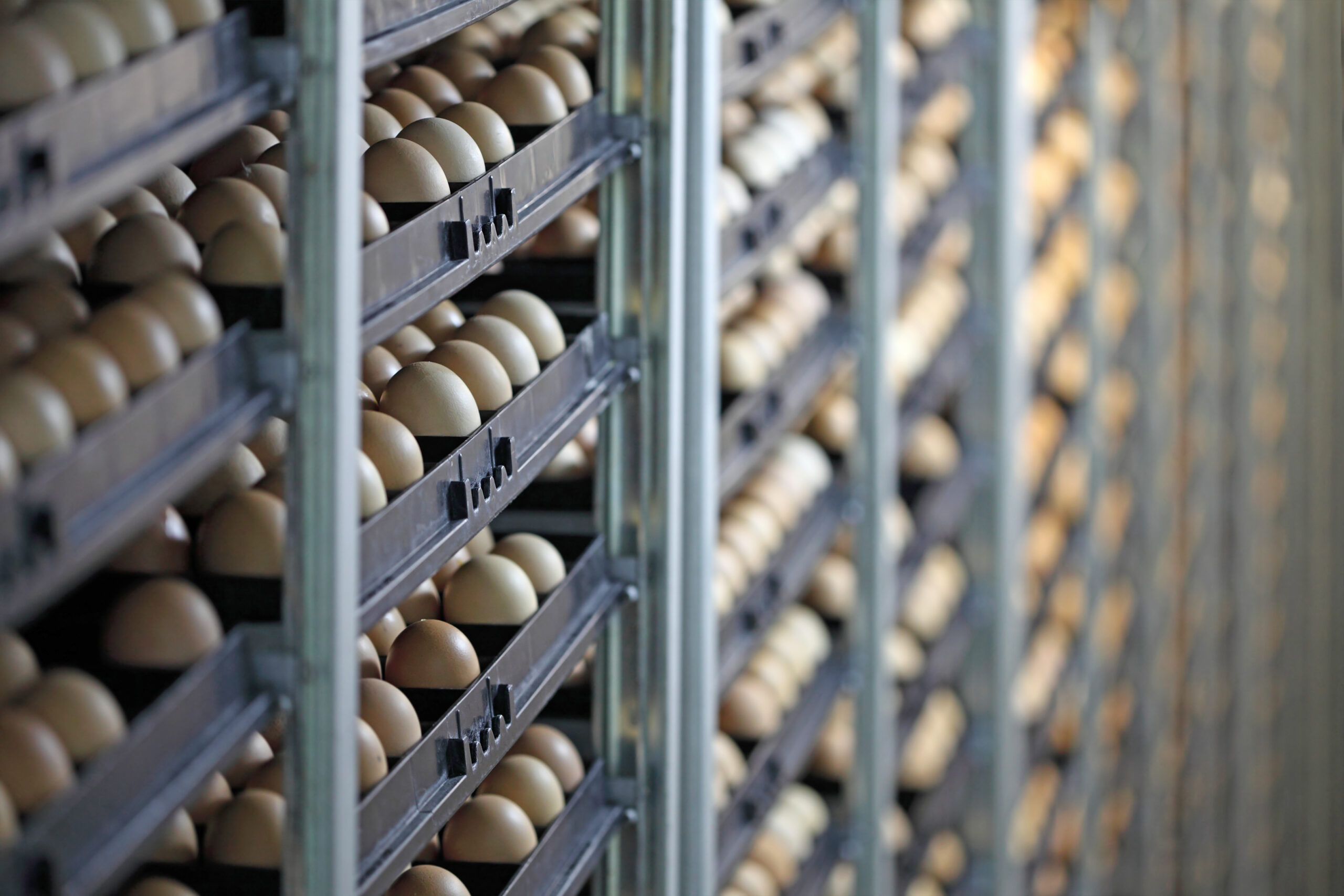 Eggshell strength is more than calcium - Agrimprove - Agrimprove
