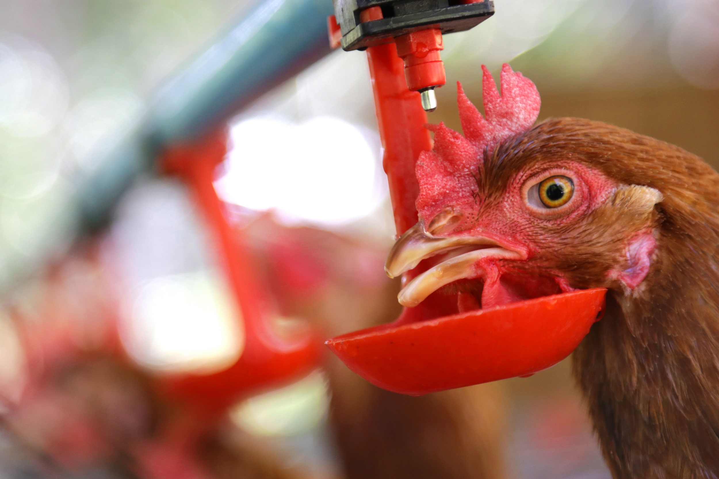 Reducing AMR in poultry via the water - Agrimprove - Agrimprove