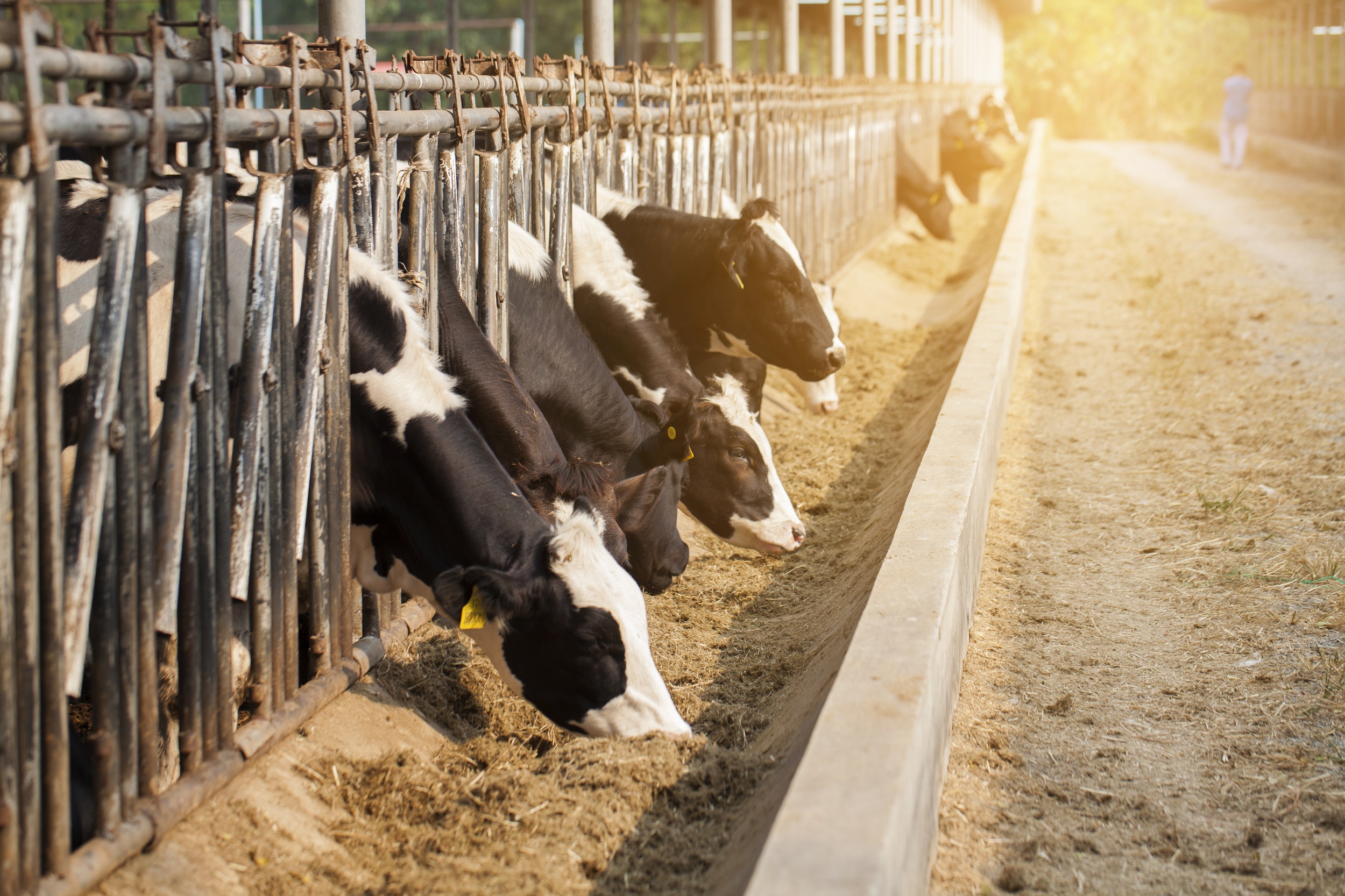Boosting the cow’s immune system to reduce AMR - Agrimprove - Agrimprove