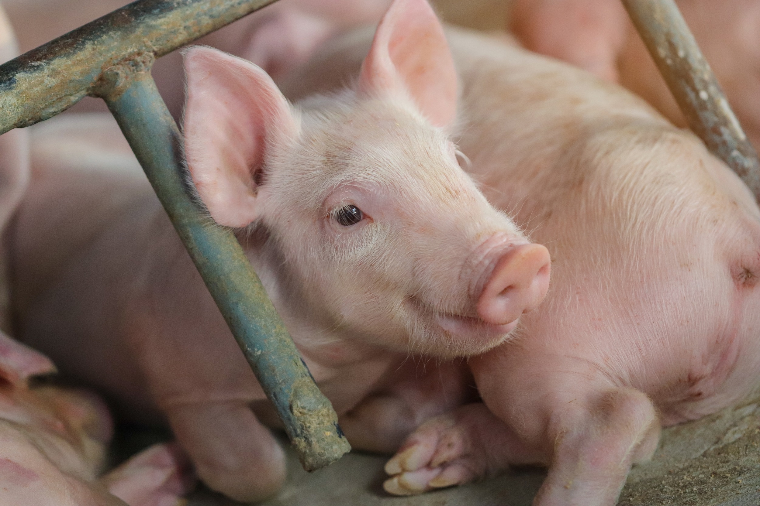 Combating piglet post-weaning diarrhea - Agrimprove - Agrimprove