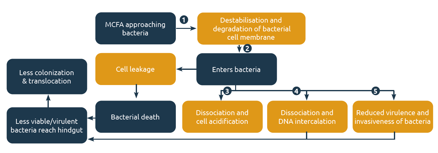 Medium-chain fatty acids as a natural control strategy to reduce ...