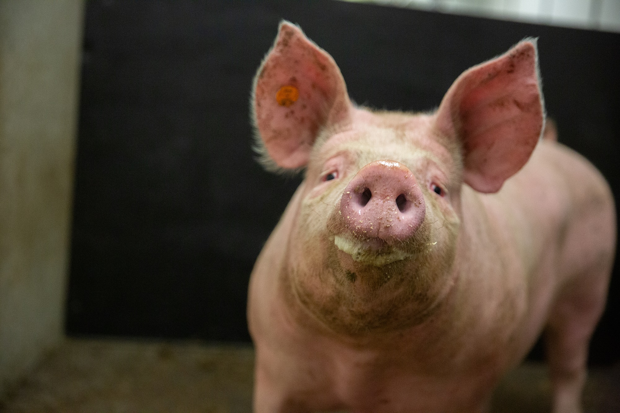 In vitro susceptibility of swine pathogens to common feed additives ...