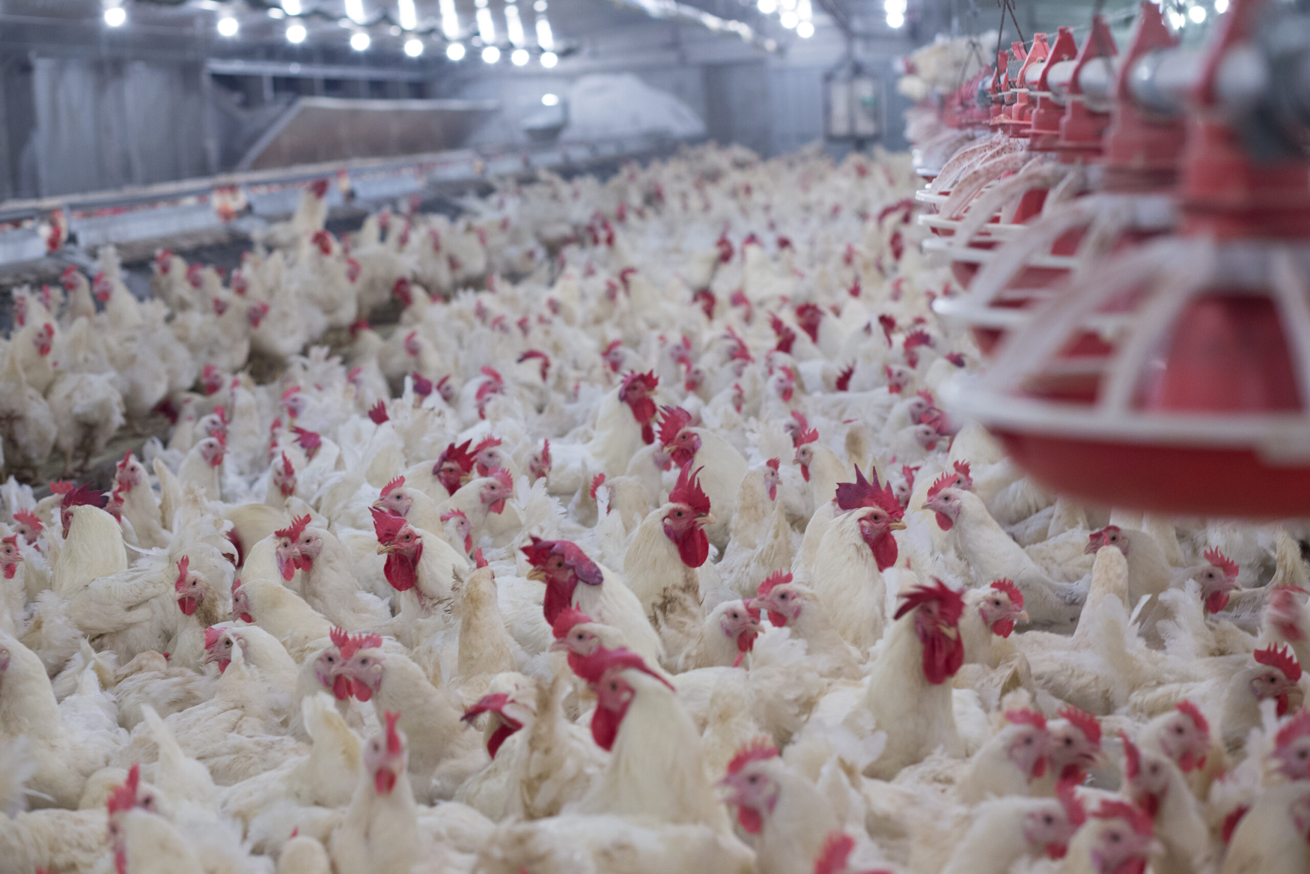 S-Prove: Boost Broiler Gut Health | Agrimprove - Agrimprove
