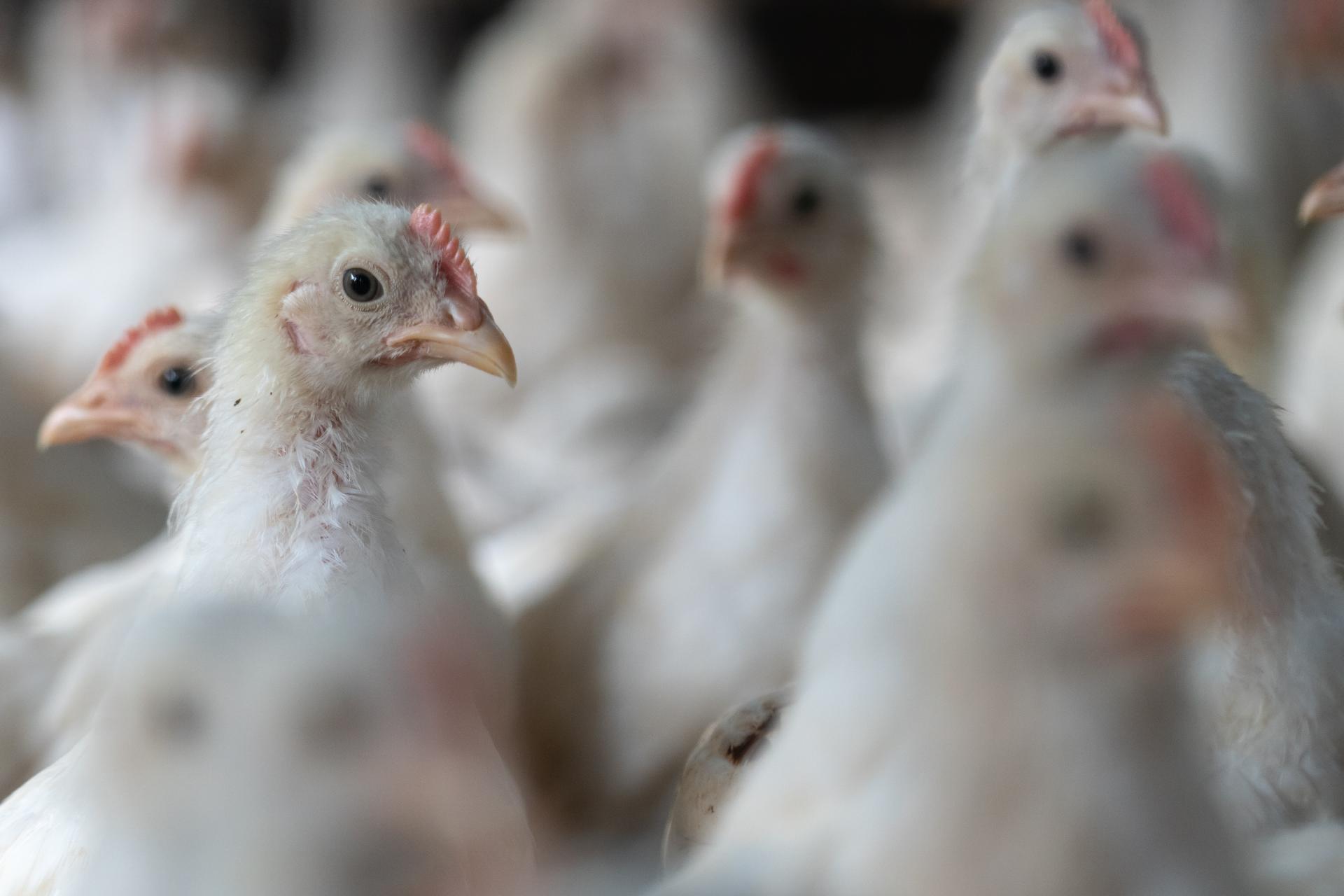 VITA FORCE SECURE - Agrimprove