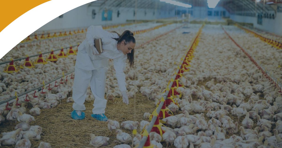 Why improving broiler profitability may be simpler than you think ...