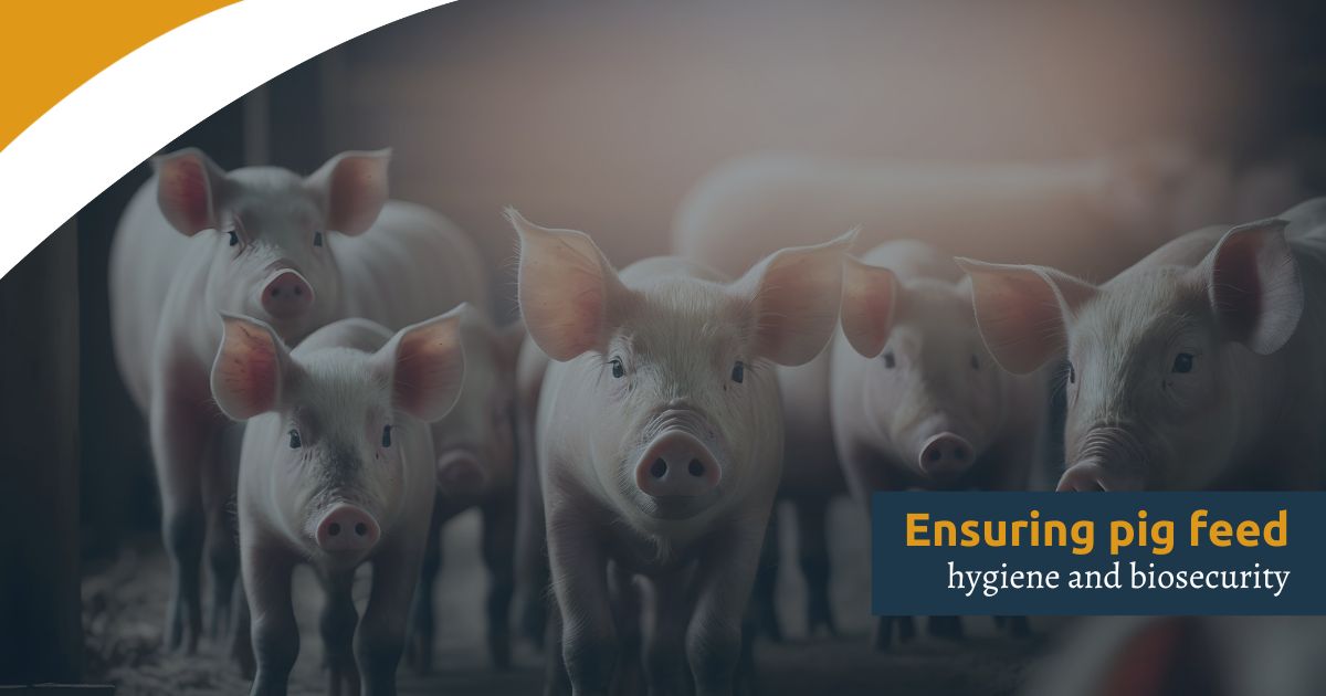 Ensuring pig feed hygiene and biosecurity - Agrimprove - Agrimprove