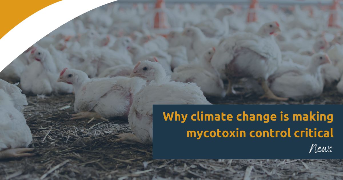 The future of poultry: why mycotoxin control is critical - Agrimprove ...