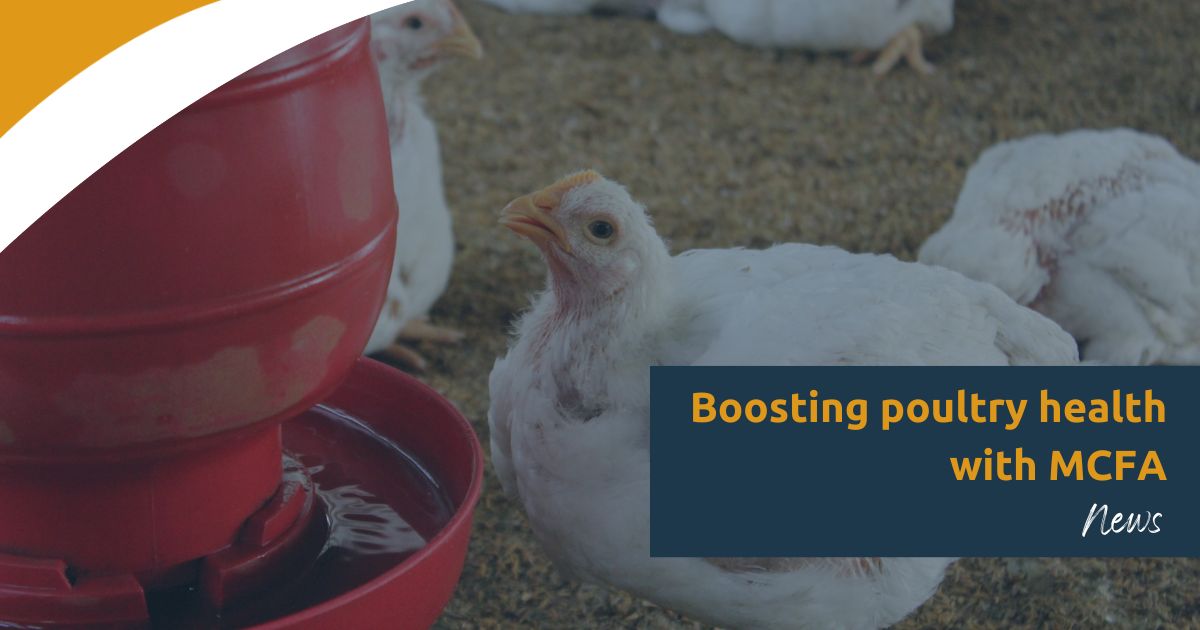 Boosting Poultry Health: The Power of MCFA - Agrimprove - Agrimprove