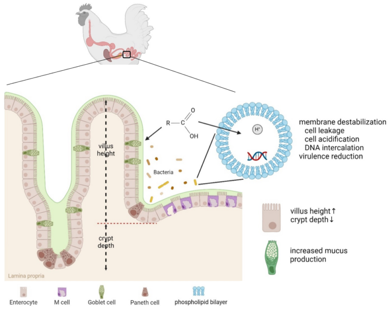 Boosting Poultry Health: The Power of MCFA - Agrimprove - Agrimprove