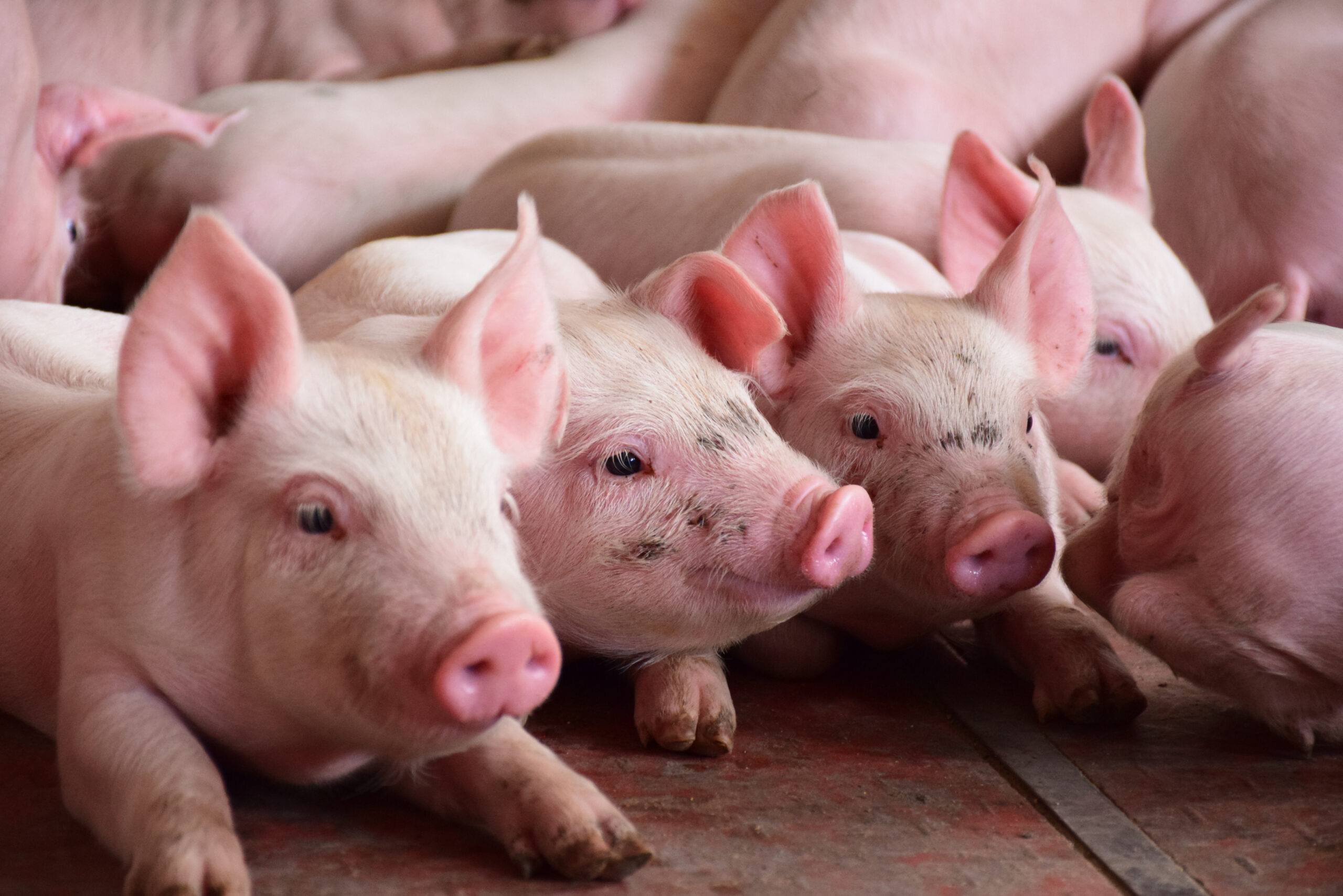 Boosting pig resilience: How MCFA reduce PRRSv severity - Agrimprove ...