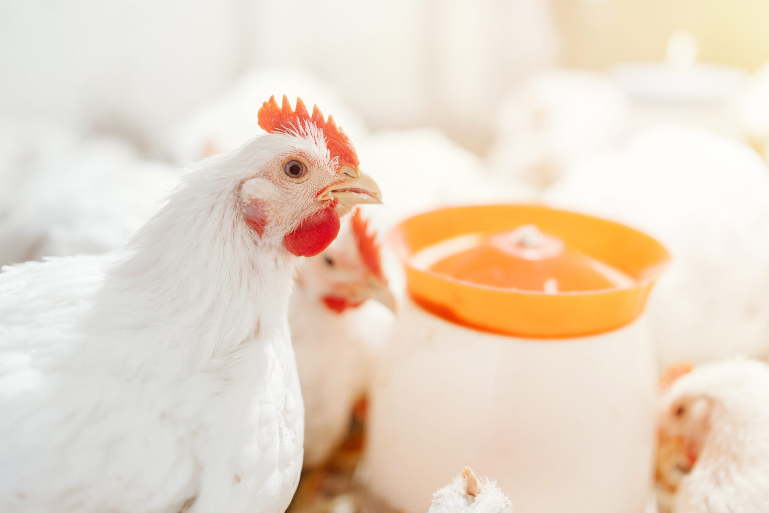 Feed additives, essential to sustainable poultry protein production ...