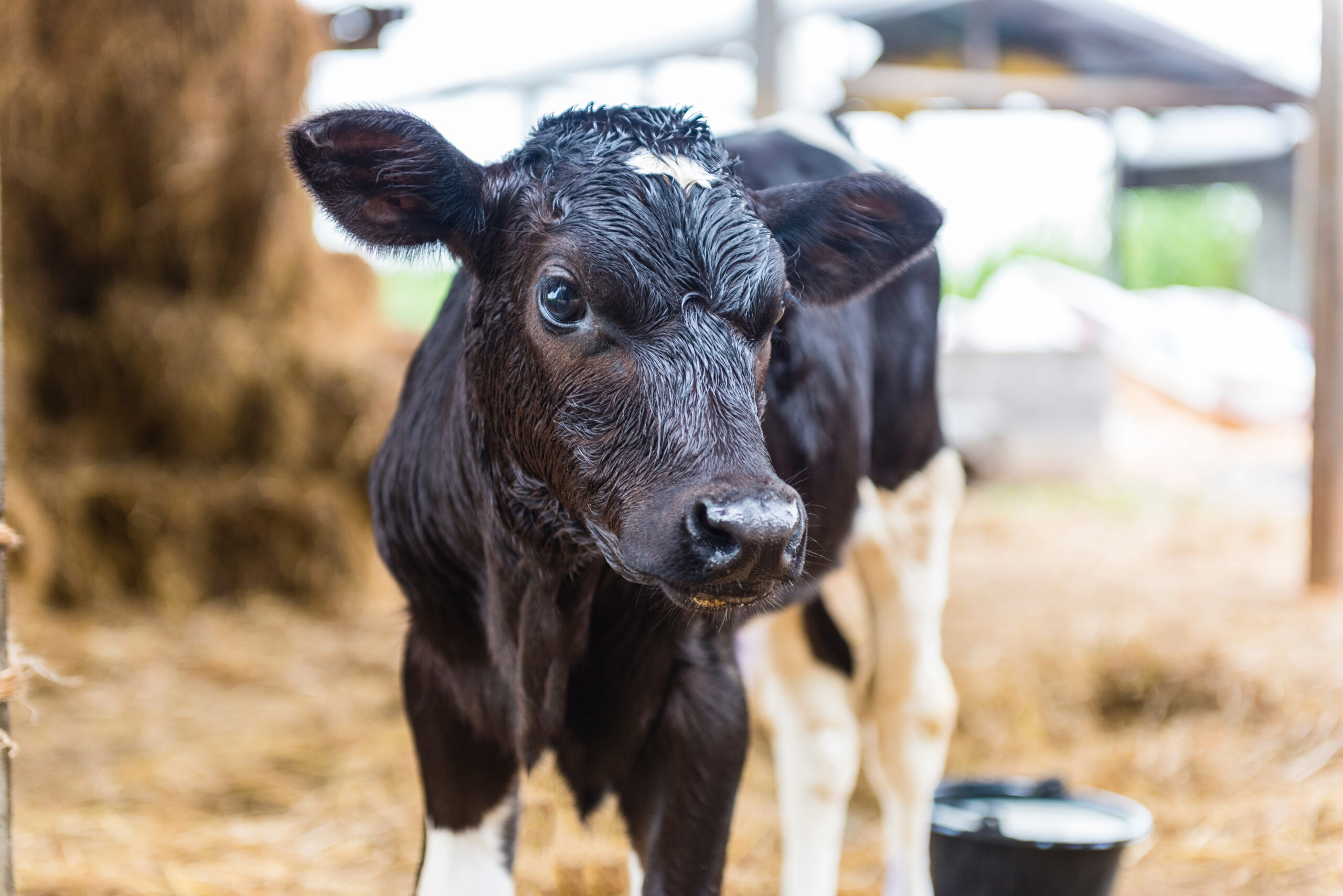 Aromabiotic Calf: Support Your Calf's Health | Agrimprove - Agrimprove