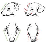 Sow nutrition: Piglet litter uniformity and farm efficiency impact ...