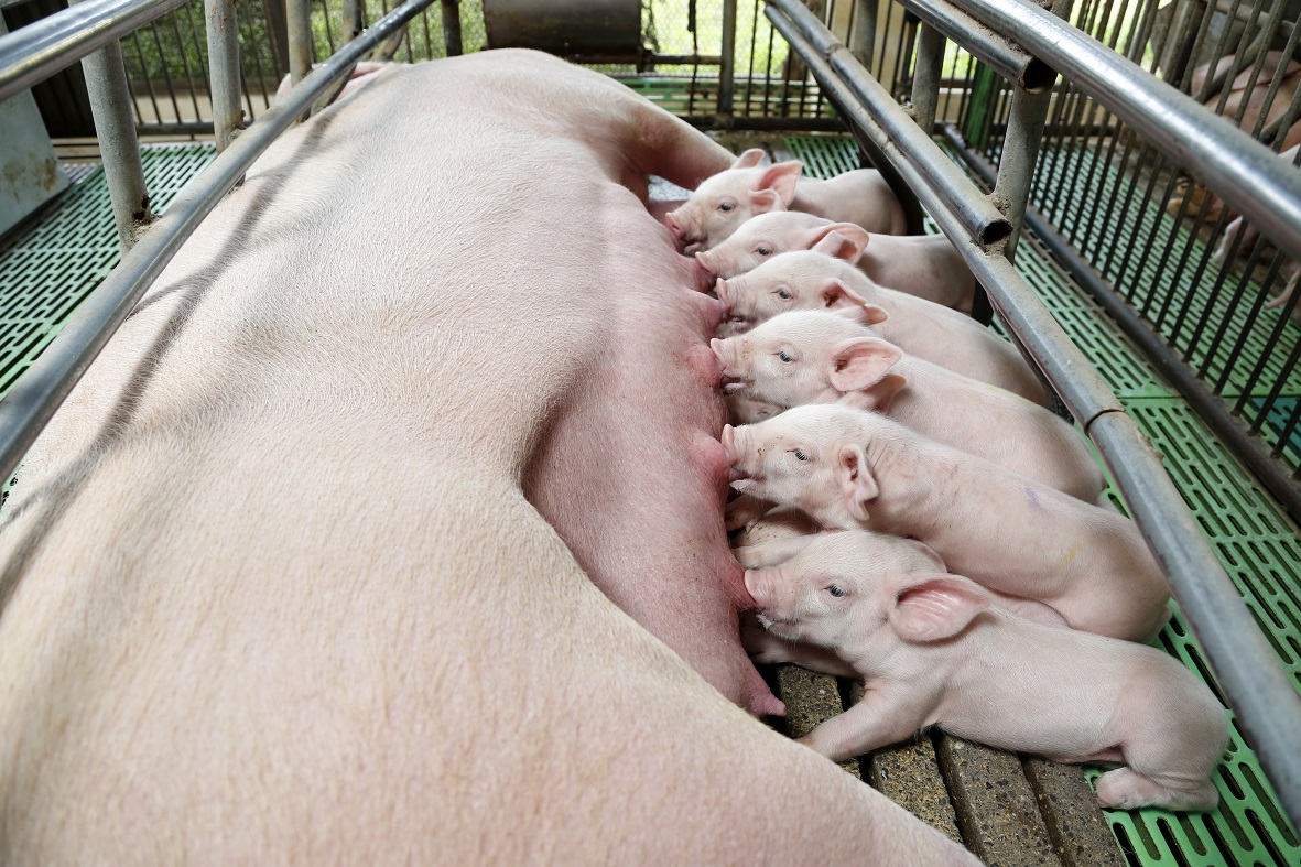 Sow nutrition: Piglet litter uniformity and farm efficiency impact ...