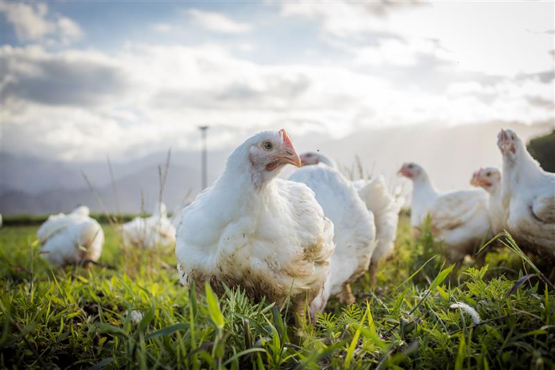 Navigating the future of the poultry industry - Agrimprove - Agrimprove