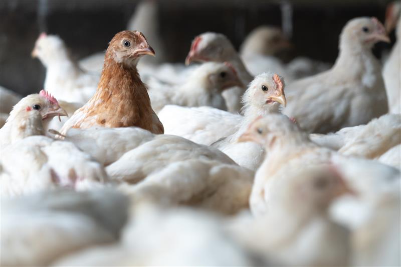 Methods and feed ingredients to combat bacterial pathogens - Agrimprove ...