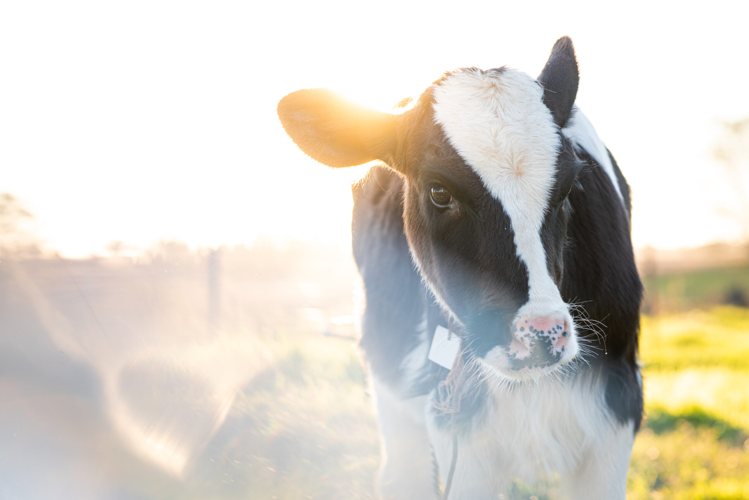 Unlock the full potential of a calf's microbiome - Agrimprove - Agrimprove